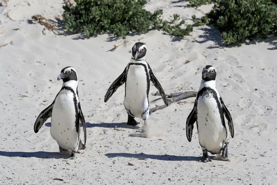 African Penguin Spheniscus Demersus Adult Group Editorial Stock Photo ...
