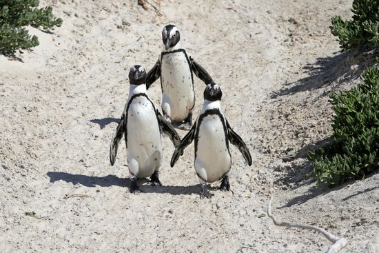 African Penguin Spheniscus Demersus Adult Group Editorial Stock Photo ...