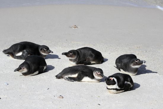 African Penguin Spheniscus Demersus Adult Subadult Editorial Stock ...