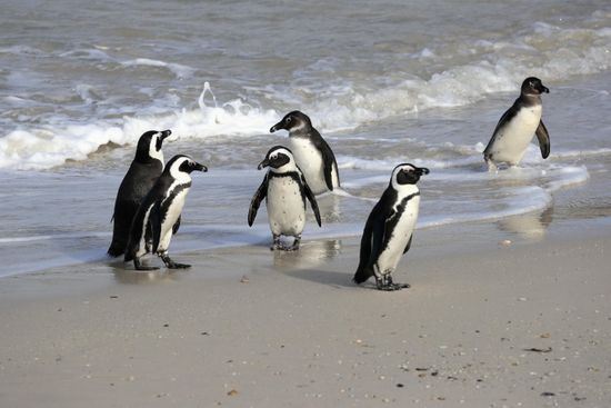 African Penguin Spheniscus Demersus Adult Group Editorial Stock Photo ...