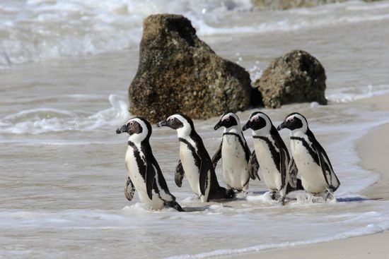 African Penguin Spheniscus Demersus Adult Group Editorial Stock Photo ...