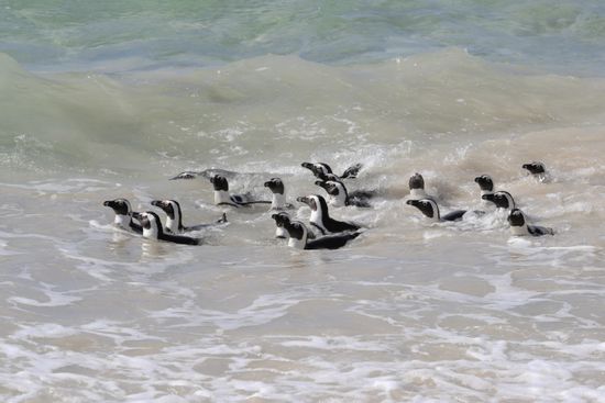 African Penguin Spheniscus Demersus Adult Group Editorial Stock Photo ...