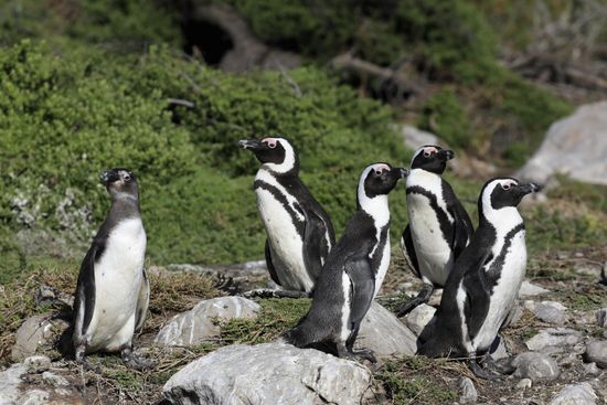 African Penguin Spheniscus Demersus Adult Semiadult Editorial Stock ...