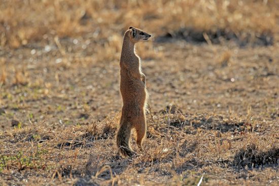 Yellow Mongoose Cynictis Penicillata Adult Standing Editorial Stock ...