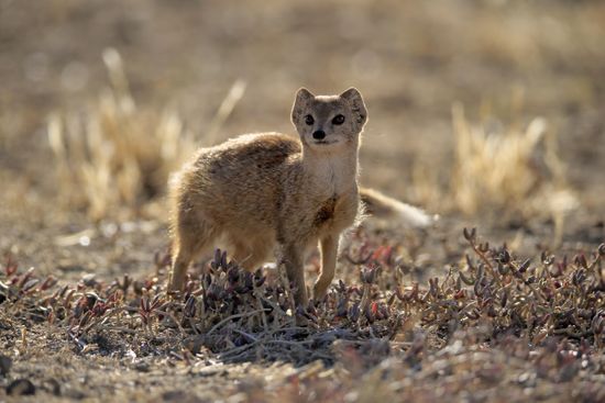 Yellow Mongoose Cynictis Penicillata Adult Alert Editorial Stock Photo ...
