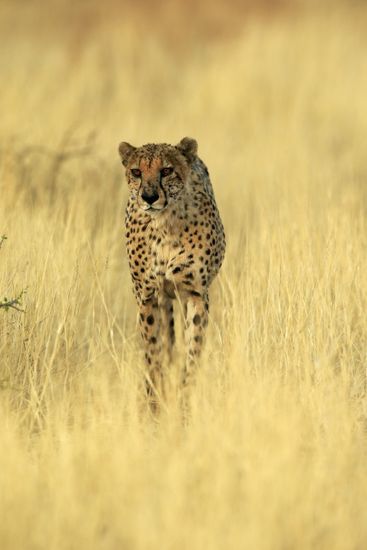 Cheetah Acinonyx Jubatus Adult Alert Running Editorial Stock Photo ...
