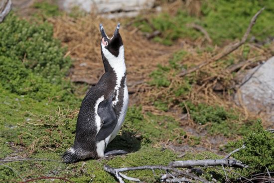 African Penguin Spheniscus Demersus Adult On Editorial Stock Photo ...