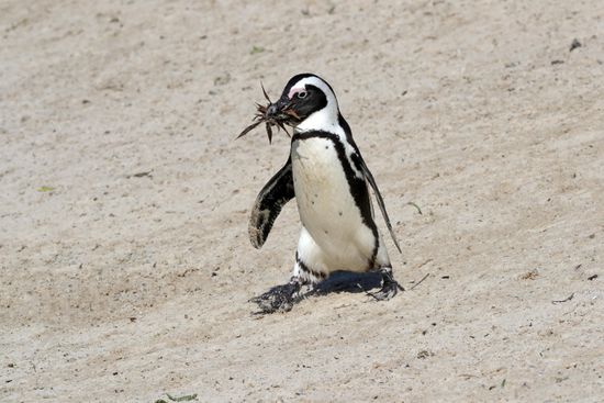 African Penguin Spheniscus Demersus Adult Running Editorial Stock Photo ...