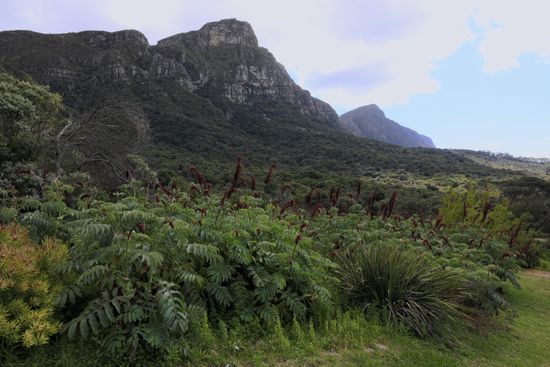 Giant Honey Flower Melianthus Major Flowering Editorial Stock Photo ...