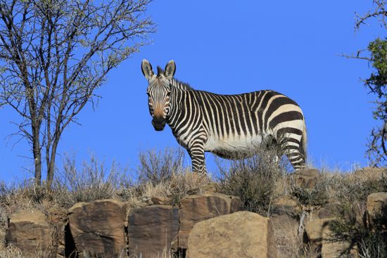 Cape Mountain Zebra Equus Zebra Zebra Editorial Stock Photo - Stock ...