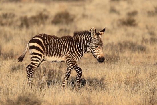 Cape Mountain Zebra Equus Zebra Zebra Editorial Stock Photo - Stock ...