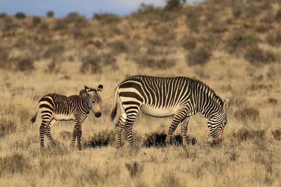 Cape Mountain Zebra Equus Zebra Zebra Editorial Stock Photo - Stock ...