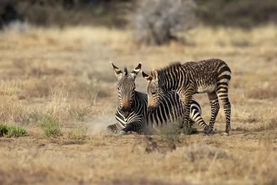 Cape Mountain Zebra Equus Zebra Zebra Editorial Stock Photo - Stock ...