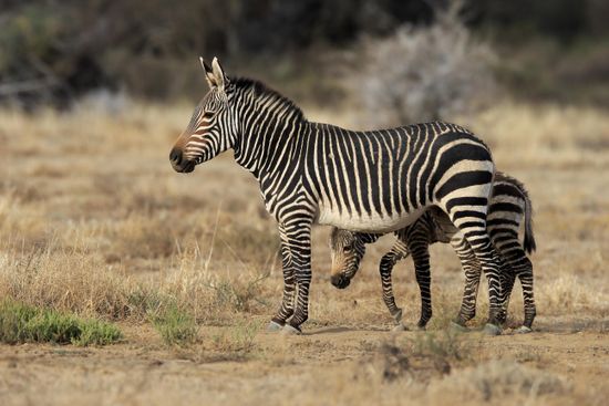 Cape Mountain Zebra Equus Zebra Zebra Editorial Stock Photo - Stock ...