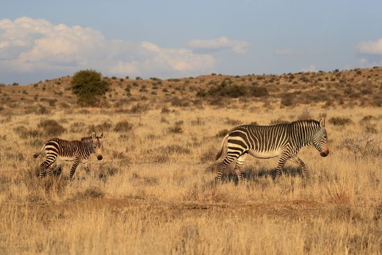 Cape Mountain Zebra Equus Zebra Zebra Editorial Stock Photo - Stock ...