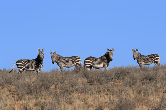 Cape Mountain Zebra Equus Zebra Zebra Editorial Stock Photo - Stock ...