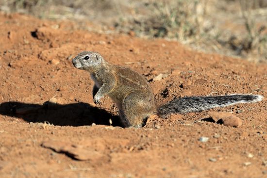 Cape Ground Squirrel Xerus Inauris Adult Editorial Stock Photo - Stock ...