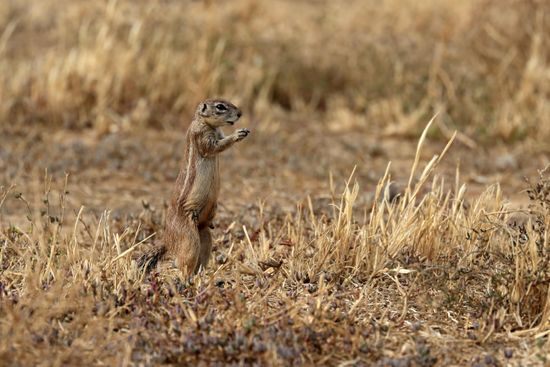 Cape Ground Squirrel Xerus Inauris Adult Editorial Stock Photo - Stock ...