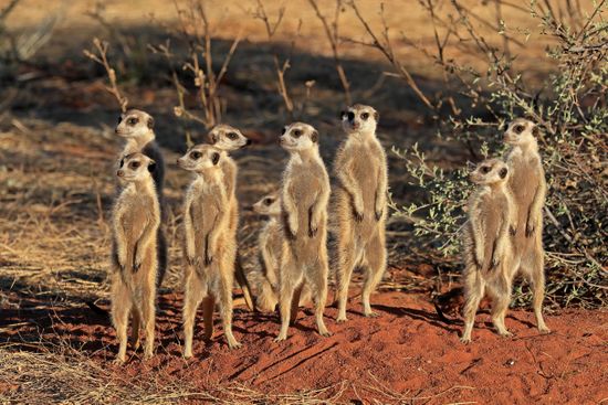 Meerkats Suricata Suricatta Meerkat Adult Group Editorial Stock Photo ...