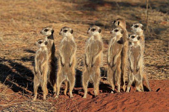 Meerkats Suricata Suricatta Meerkat Adult Group Editorial Stock Photo ...