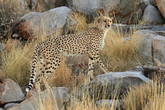 Cheetah Acinonyx Jubatus Adult Alert Running Editorial Stock Photo ...