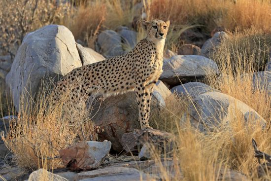 Cheetah Acinonyx Jubatus Adult Alert Tswalu Editorial Stock Photo ...