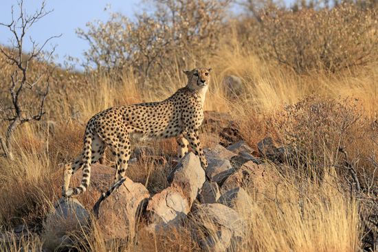 Cheetah Acinonyx Jubatus Adult Alert Tswalu Editorial Stock Photo ...