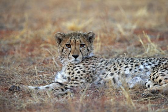 Cheetah Acinonyx Jubatus Adult Resting Portrait Editorial Stock Photo ...