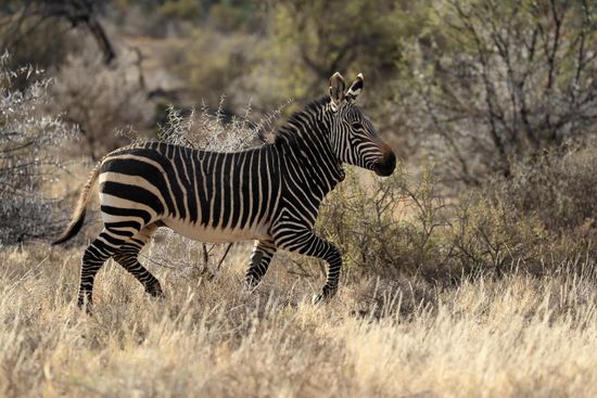 Cape Mountain Zebra Equus Zebra Zebra Editorial Stock Photo - Stock ...