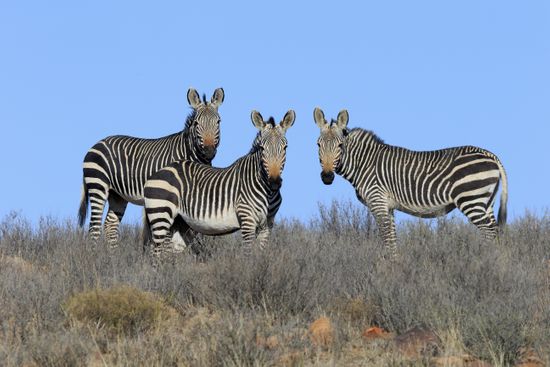 Cape Mountain Zebra Equus Zebra Zebra Editorial Stock Photo - Stock ...