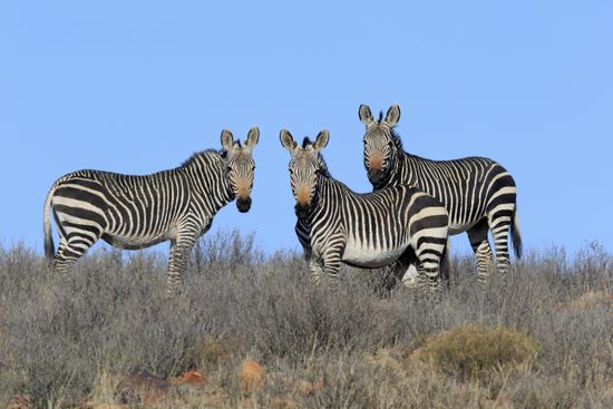 Cape Mountain Zebra Equus Zebra Zebra Editorial Stock Photo - Stock ...