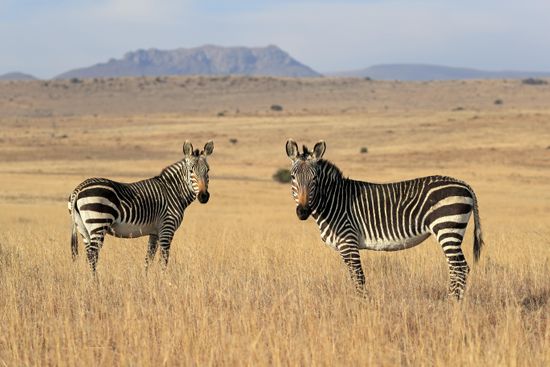 Cape Mountain Zebra Equus Zebra Zebra Editorial Stock Photo - Stock ...