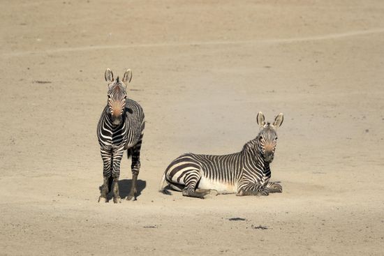 Cape Mountain Zebra Equus Zebra Zebra Editorial Stock Photo - Stock ...