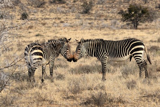 Cape Mountain Zebra Equus Zebra Zebra Editorial Stock Photo - Stock ...