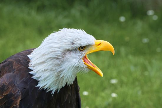 Bald Eagle Haliaeetus Leucocephalus Cries Animal Editorial Stock Photo ...