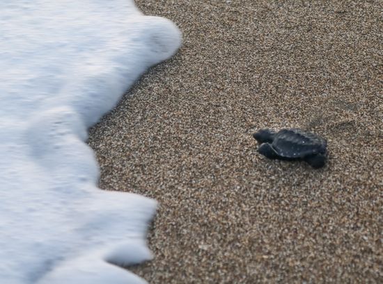 Baby Sea Turtle Lepidochelys Olivacea Walks Editorial Stock Photo ...