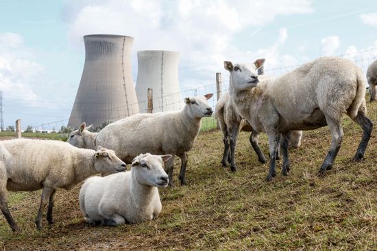 Sheep Lie On Grass Front Engie Editorial Stock Photo - Stock Image ...