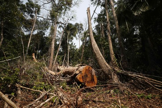 Felled Shihuahuaco Tree Madre De Dios Editorial Stock Photo Stock