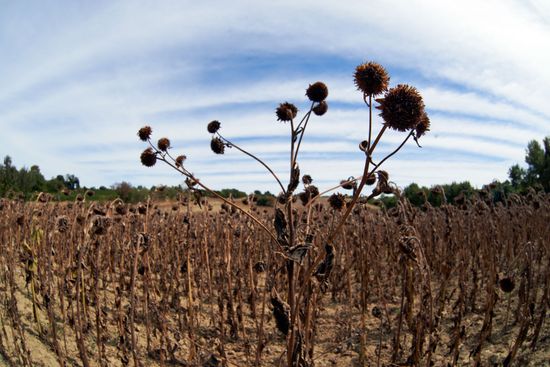 Dry Sunflowers Field Bram France Due Editorial Stock Photo - Stock ...
