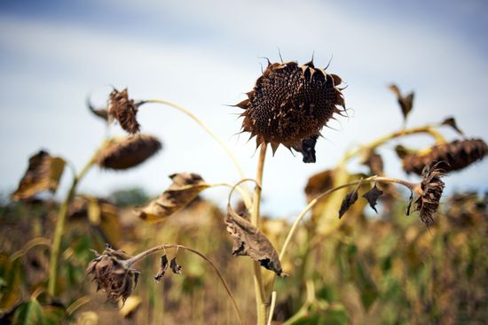 Dry Sunflowers Field Bram France Due Editorial Stock Photo - Stock ...