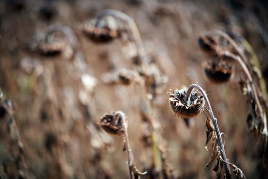 Dry Sunflowers Field Bram France Due Editorial Stock Photo - Stock ...