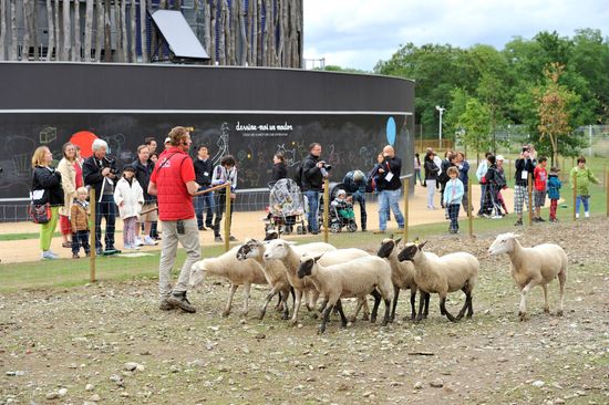 Show Sheep French Singer Tennisman Yannick Editorial Stock Photo ...