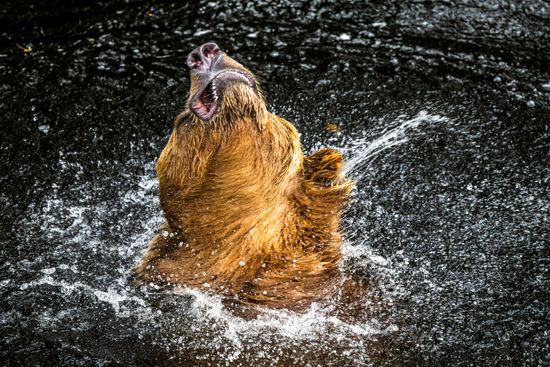 Grizzly Bear Shakes Water Coat Mother Editorial Stock Photo - Stock ...