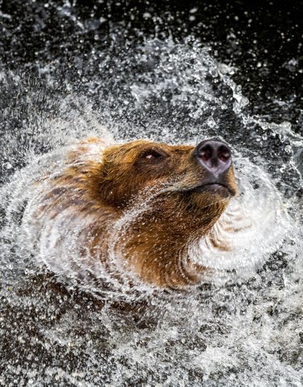 Grizzly Bear Shakes Water Coat Mother Editorial Stock Photo - Stock ...