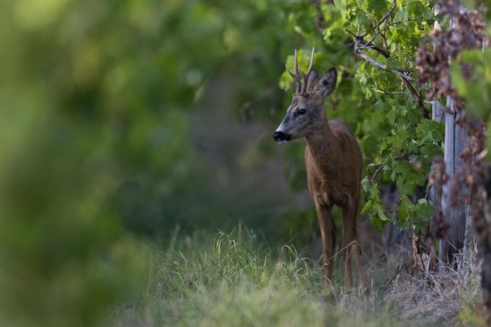 Roebuck Summer Wittlich Rhinelandpalatinate Germany Editorial Stock ...