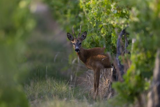Roebuck Summer Wittlich Rhinelandpalatinate Germany Editorial Stock ...