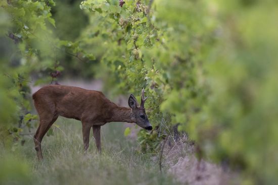 Roebuck Summer Wittlich Rhinelandpalatinate Germany Editorial Stock ...