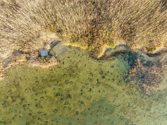 Reed Conspicuous Patterns Bottom Shallow Lagoon Editorial Stock Photo ...