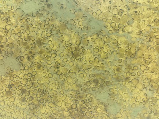 Conspicuous Patterns Bottom Shallow Lagoon Salinas Editorial Stock ...