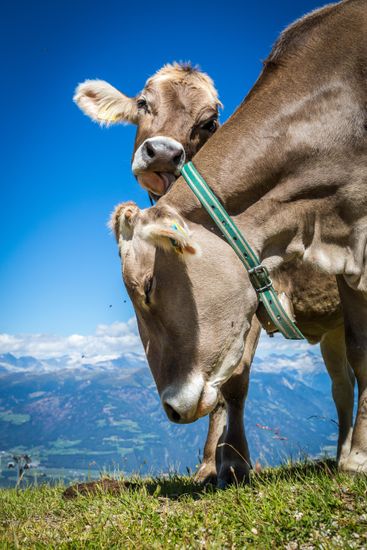 Cuddling Cows On Alpine Meadow Pustertal Editorial Stock Photo - Stock ...